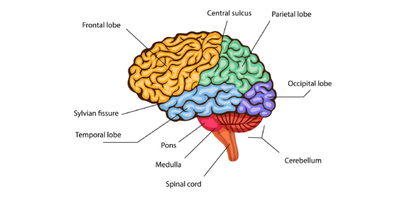 Parts Of The Brain And Their Functions Quiz ProProfs Quiz